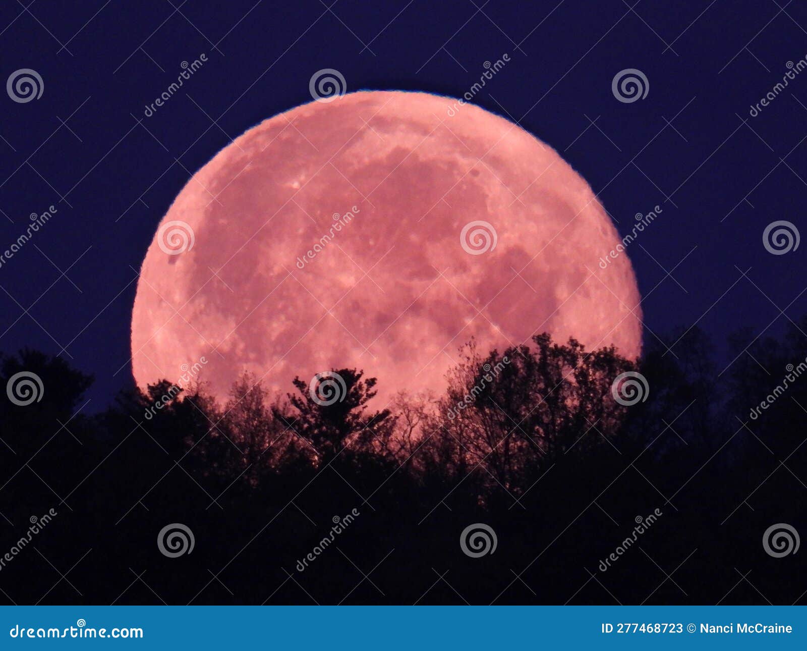 Giant Pink May Flower Moon Setting Behind Mountain Treetops Stock Image ...