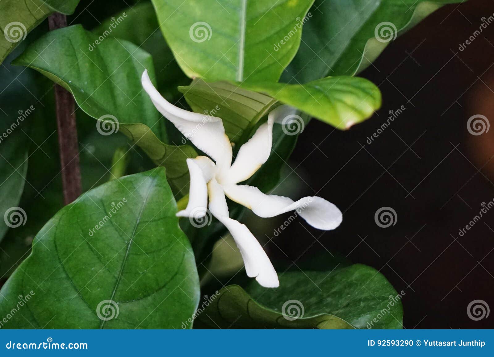 Pinwheel Flower, Crape Jasmine, Tabernaemontana Divaricata Royalty-Free ...