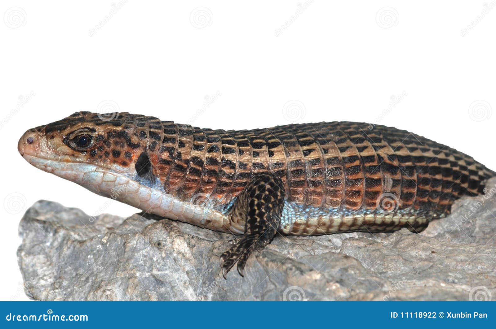 Giant plated lizard stock photo. Image of camoflauge - 11118922