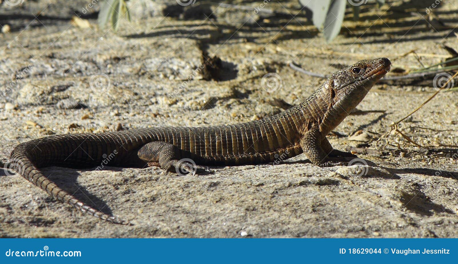 Giant plated lizard stock photo. Image of exotic, sand - 18629044