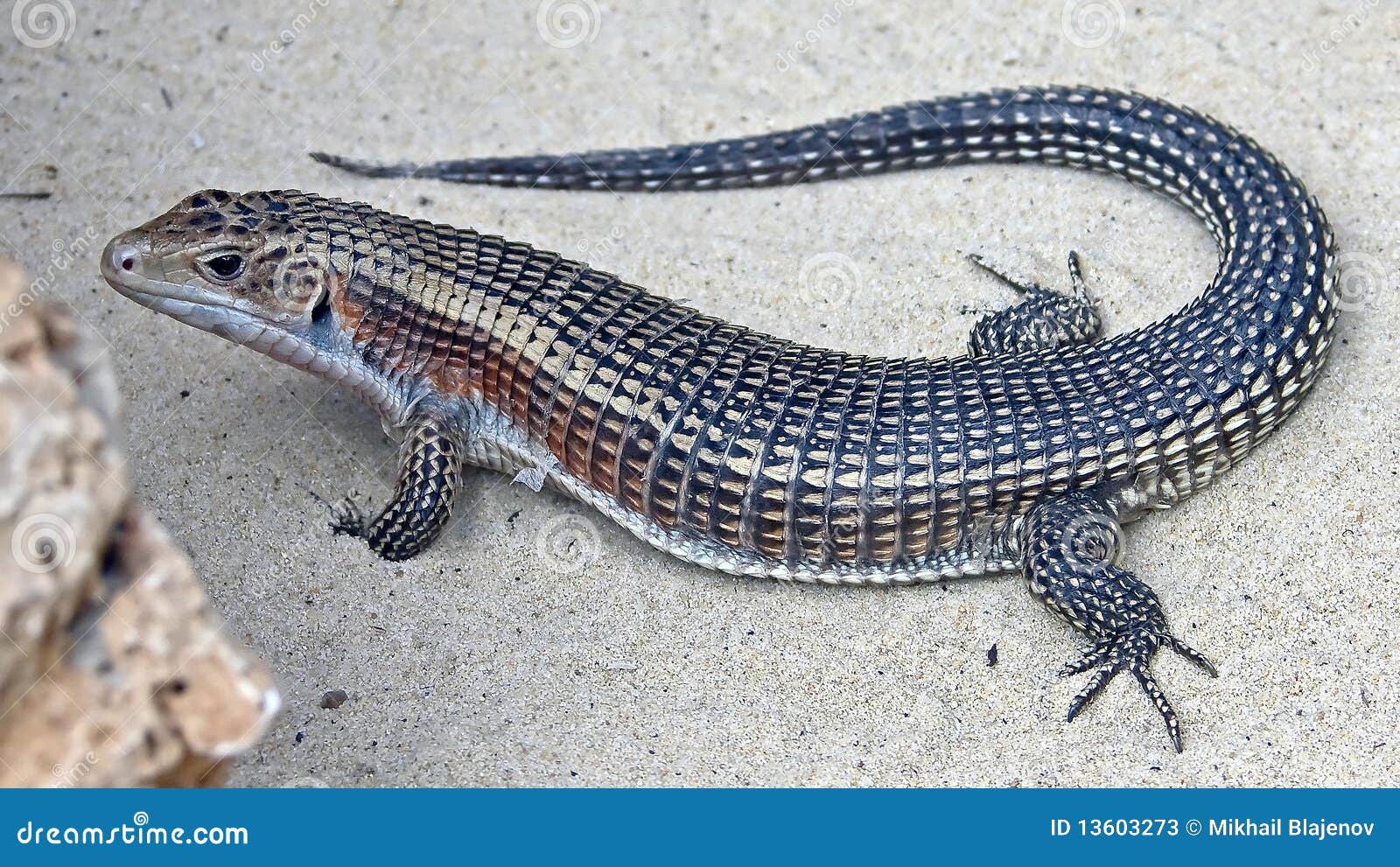 Giant Plated Lizard