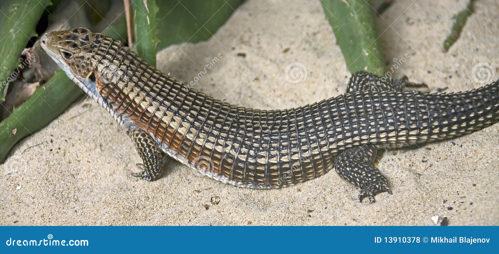Giant plated lizard 3 stock photo. Image of animal, species - 13910378