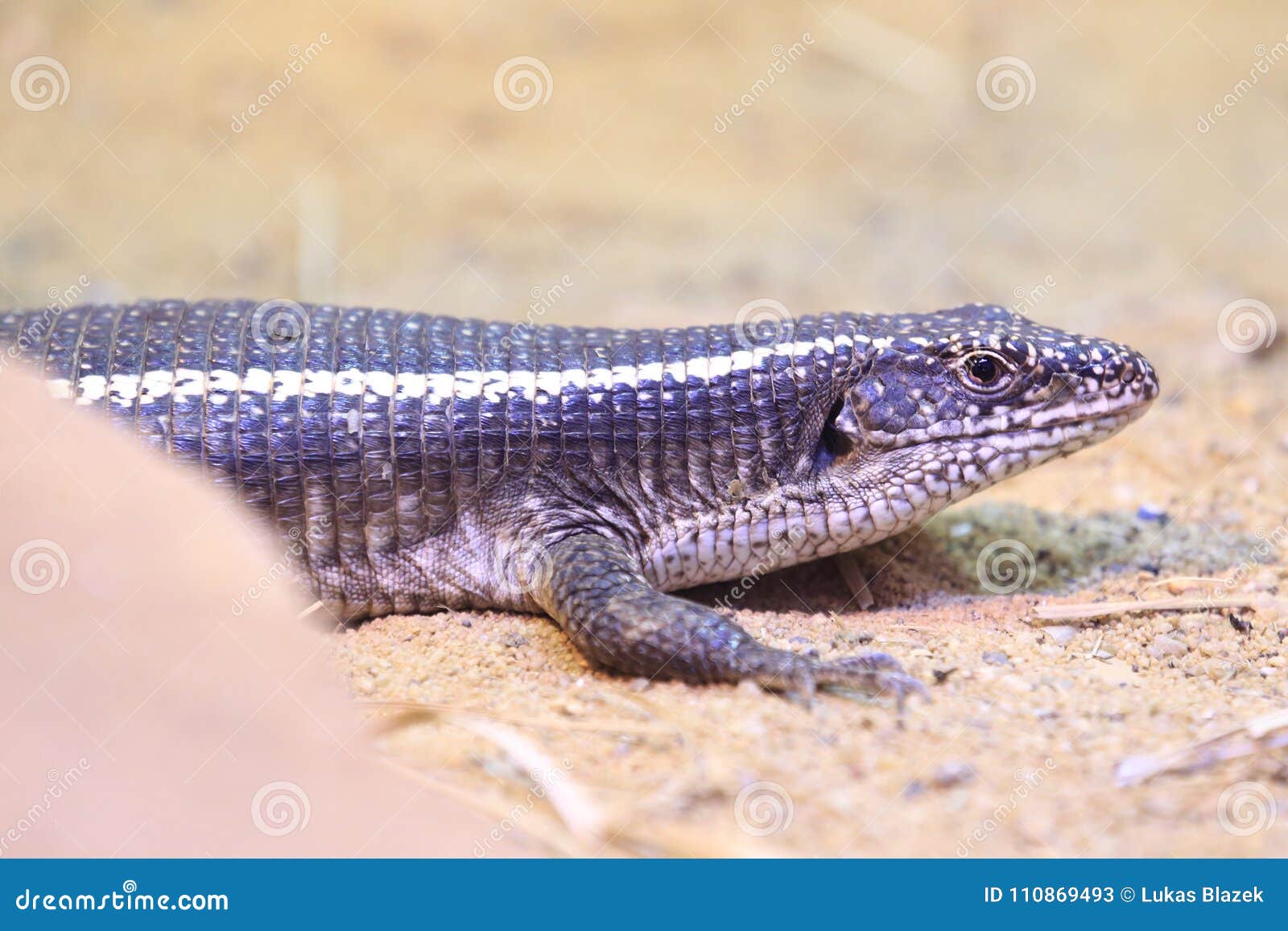 Giant plated lizard stock image. Image of animal, gerrhosaurus - 110869493