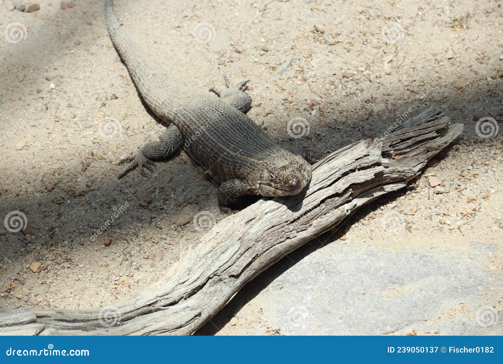 Giant Plated Lizard 1 stock image. Image of wildlife - 239050137