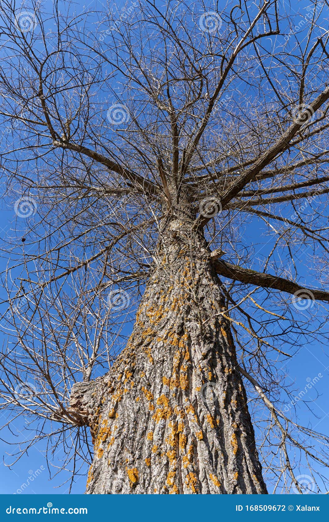 Giant Poplar Tree in the Winter Stock Photo - Image of sunlight, bare ...