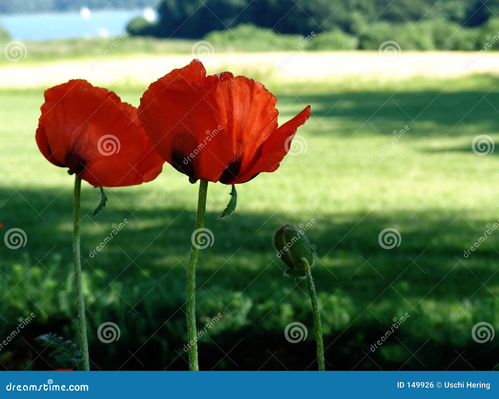 Giant Poppies Picture. Image: 149926