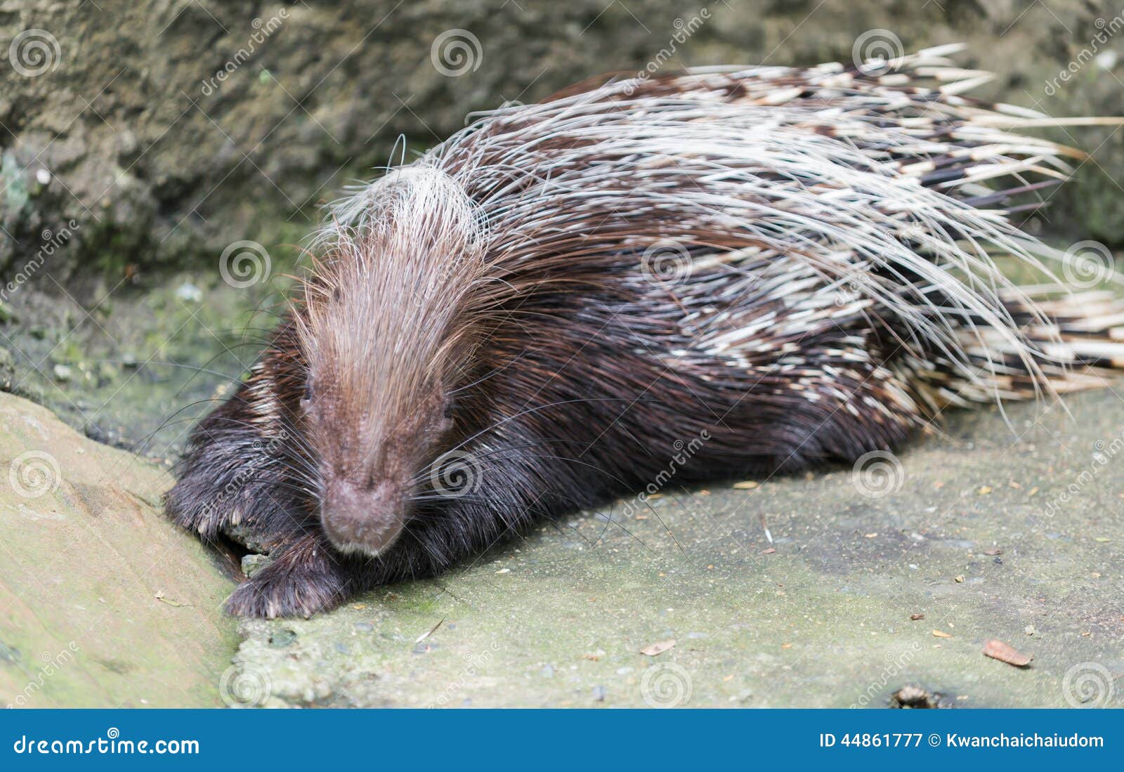 Giant porcupine sleeping stock image. Image of spiked - 44861777