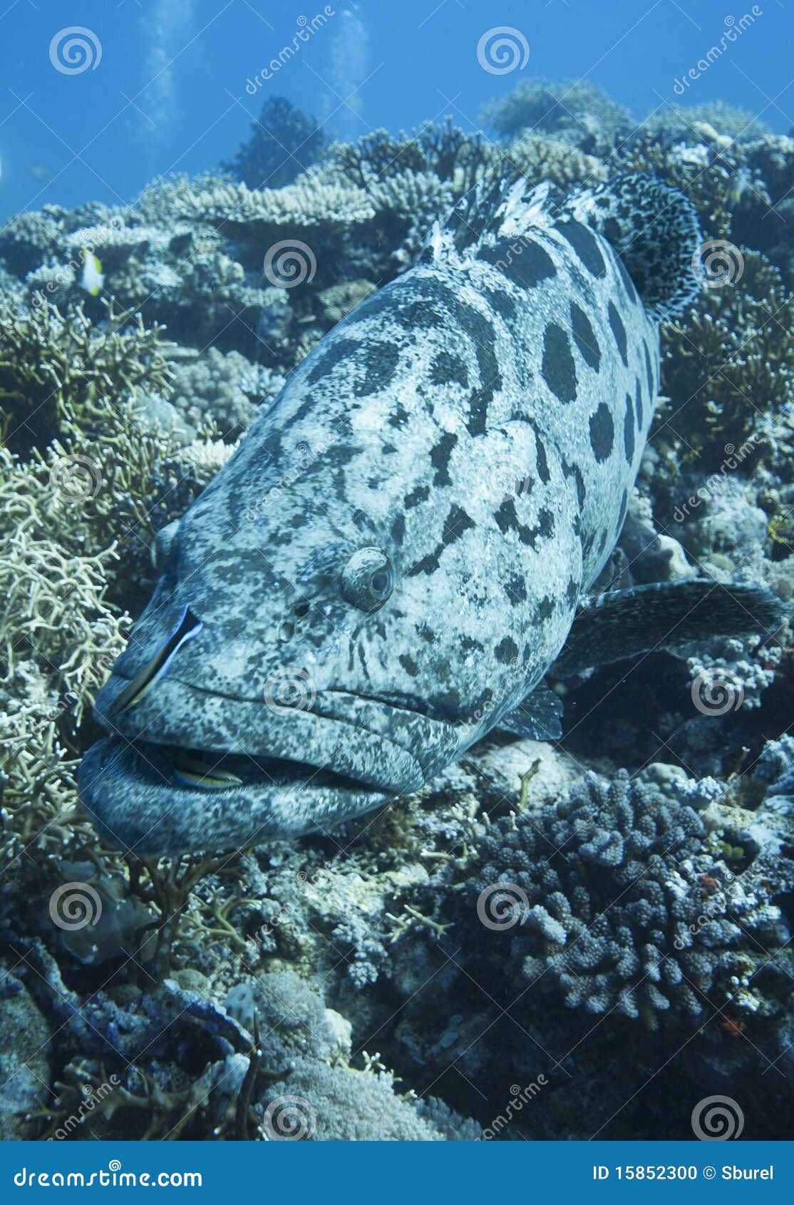Giant potato cod stock photo. Image of water, reef, diver - 15852300