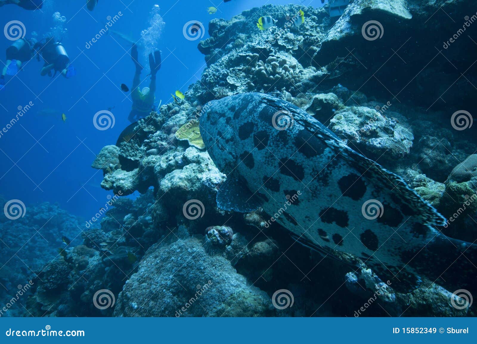Giant potato cod stock image. Image of places, ocean - 15852349