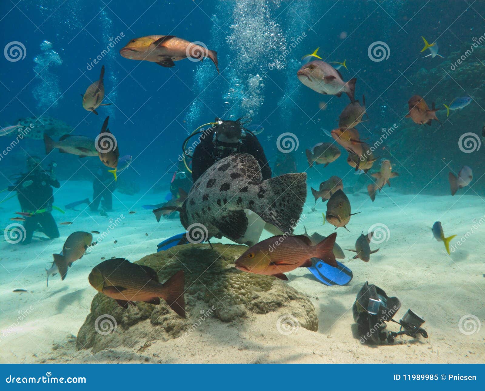 Giant Potato Cod (Epinephelus Tukula) Great Barrie Editorial Image ...