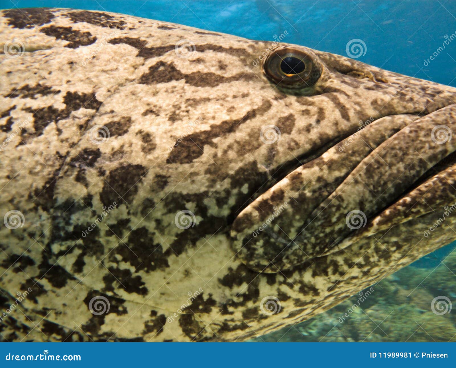 Giant Potato Cod at the Great Barrier Reef Stock Image - Image of mouth ...