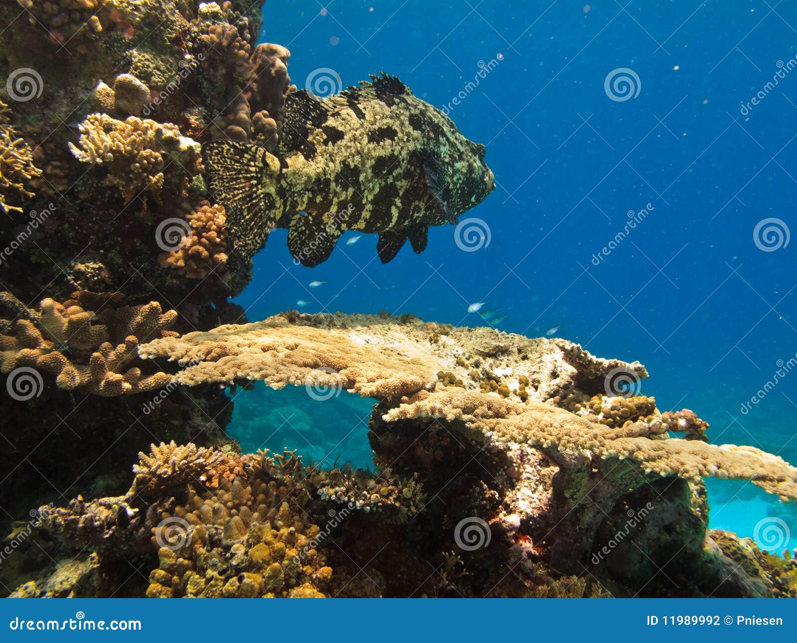 Giant Potato Cod on Great Barrier Reef Stock Photo - Image of habitat ...