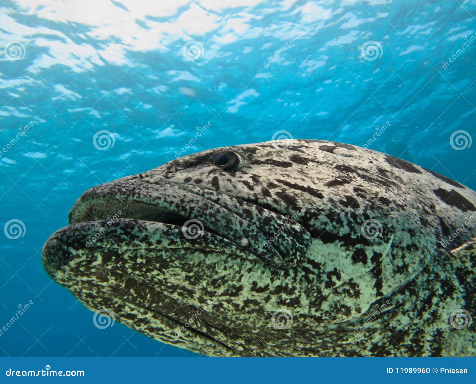 Giant Potato Cod Sea Bass Great Barrier Reef Stock Photo - Image of ...