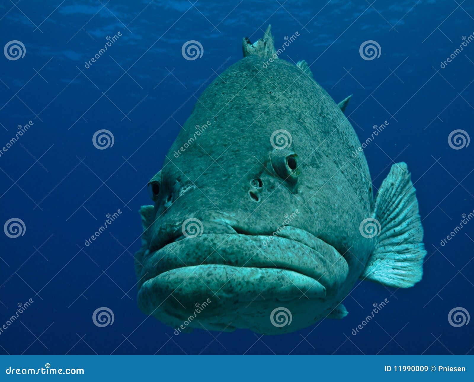 Giant Potato Fish Great Barrier Reef Stock Image - Image of potato ...