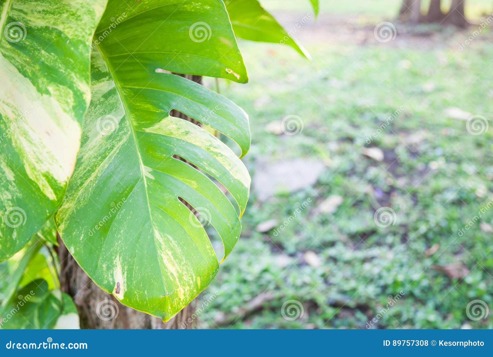 Giant pothos leaf stock photo. Image of tropical, foliage - 89757308