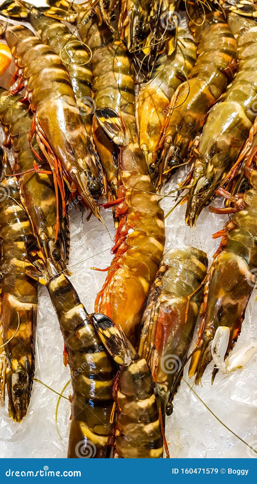 Giant Prawns at the Fish Market Stock Image - Image of delicious ...
