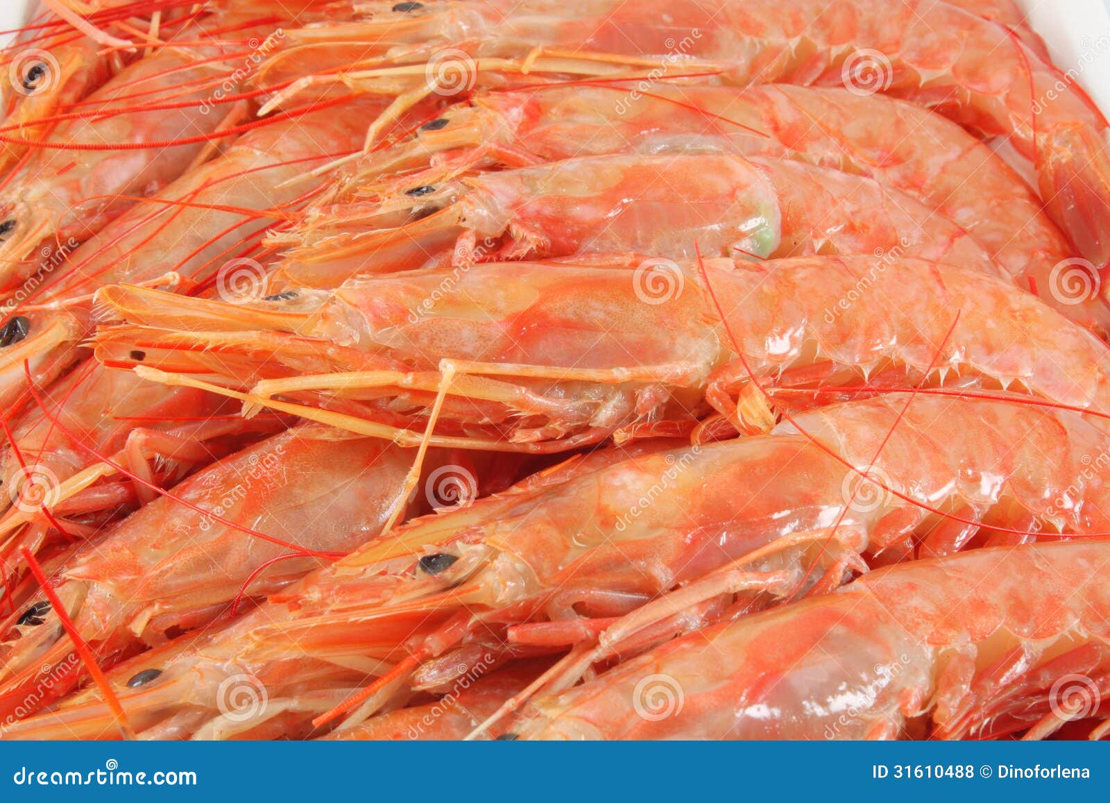 Giant prawns stock photo. Image of food, grocery, ocean - 31610488