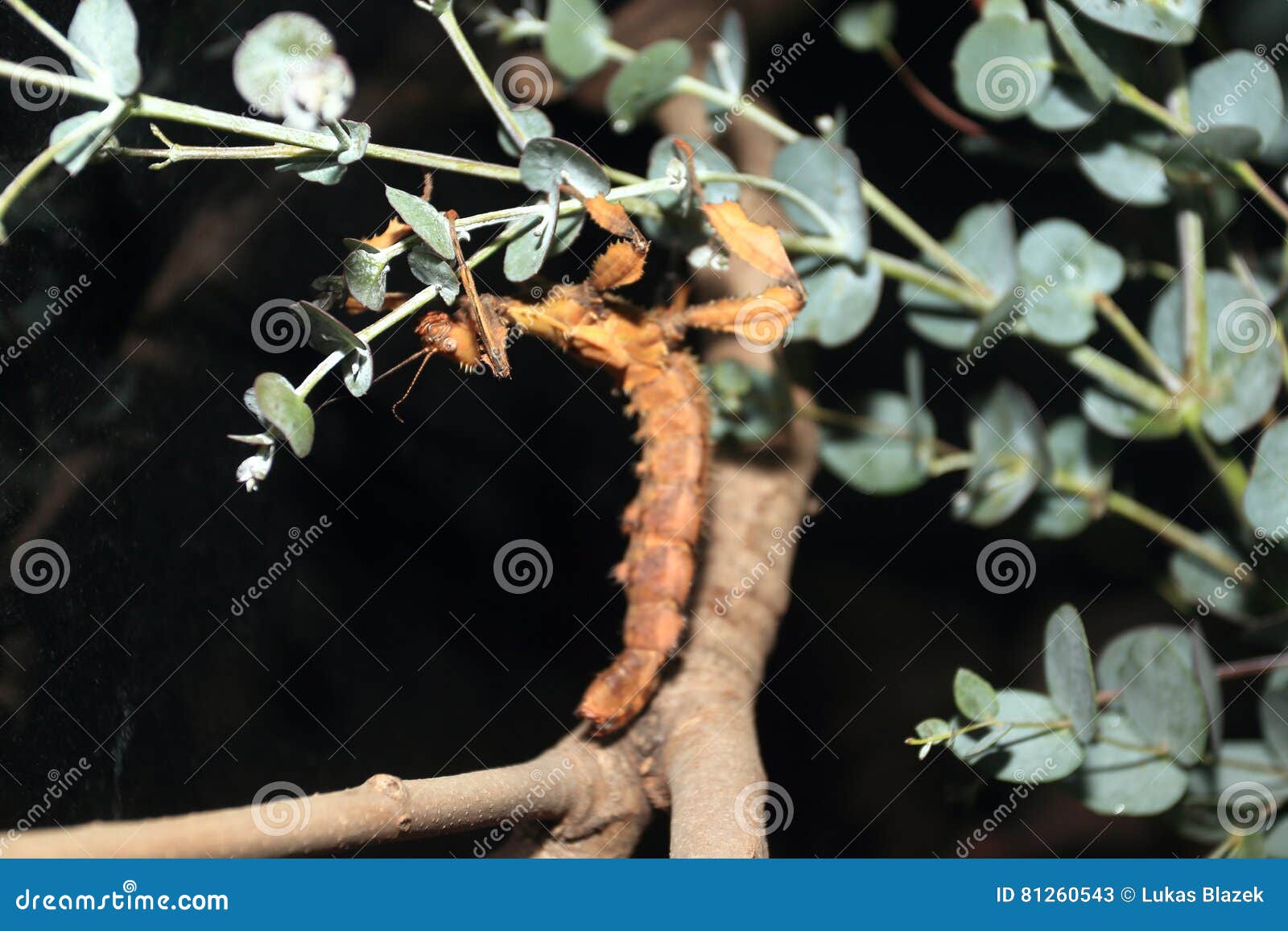 Giant Prickly Pear Cactus - Galapagos Islands - Ecuador Royalty-Free ...