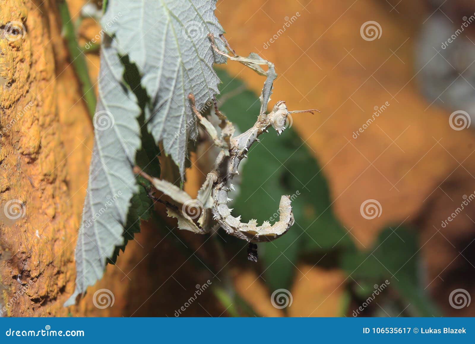 Giant prickly stick insect stock image. Image of prickly - 106535617