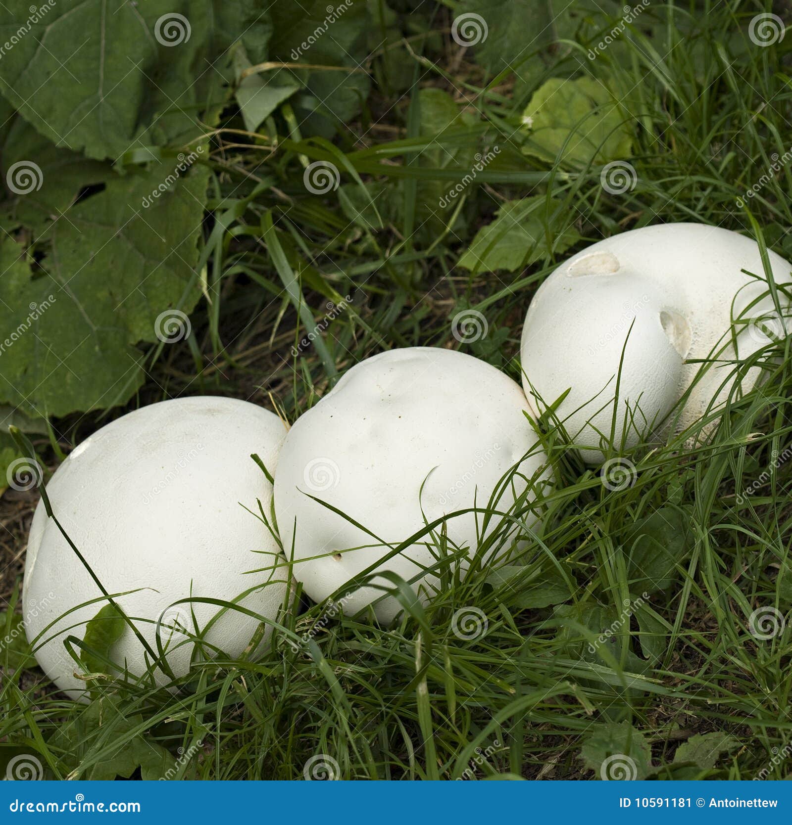 Giant puffball mushrooms stock image. Image of fungi - 10591181