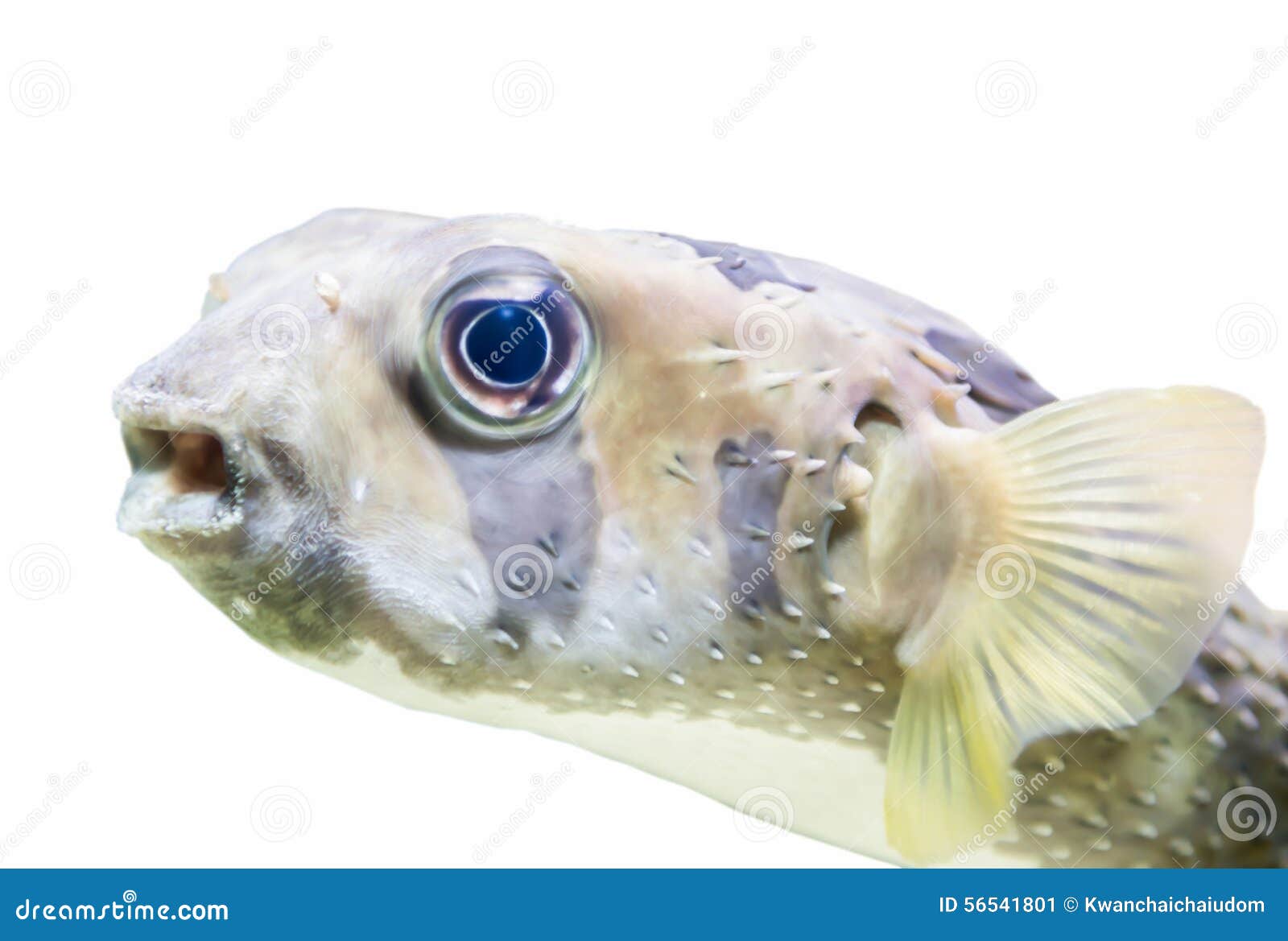 Giant Puffer Fish On The Sandy Bottom Of The Red Sea, Egypt. Curious ...