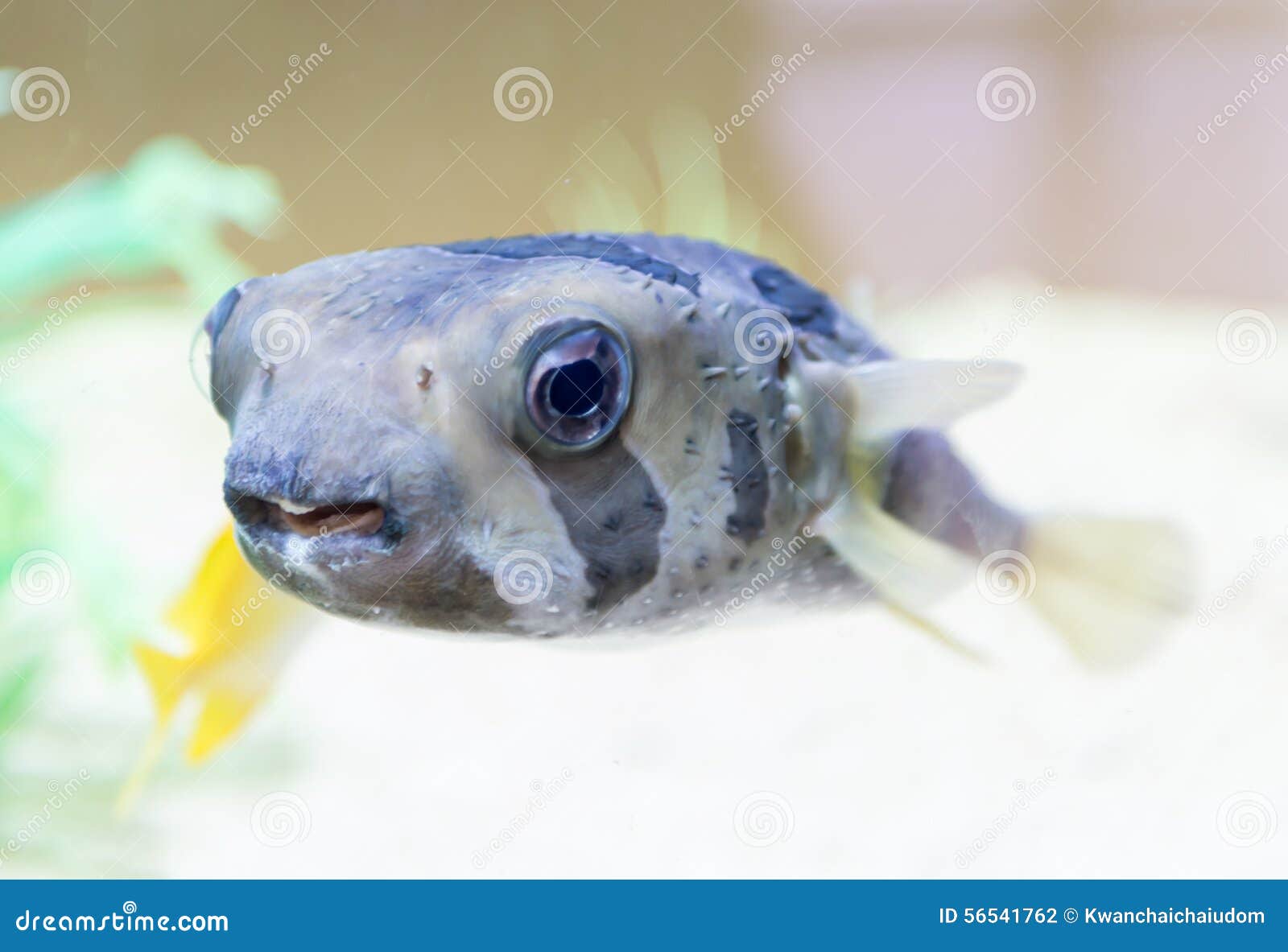 Giant Puffer Fish, Galapagos Stock Photo - Image of fauna, toadfish ...