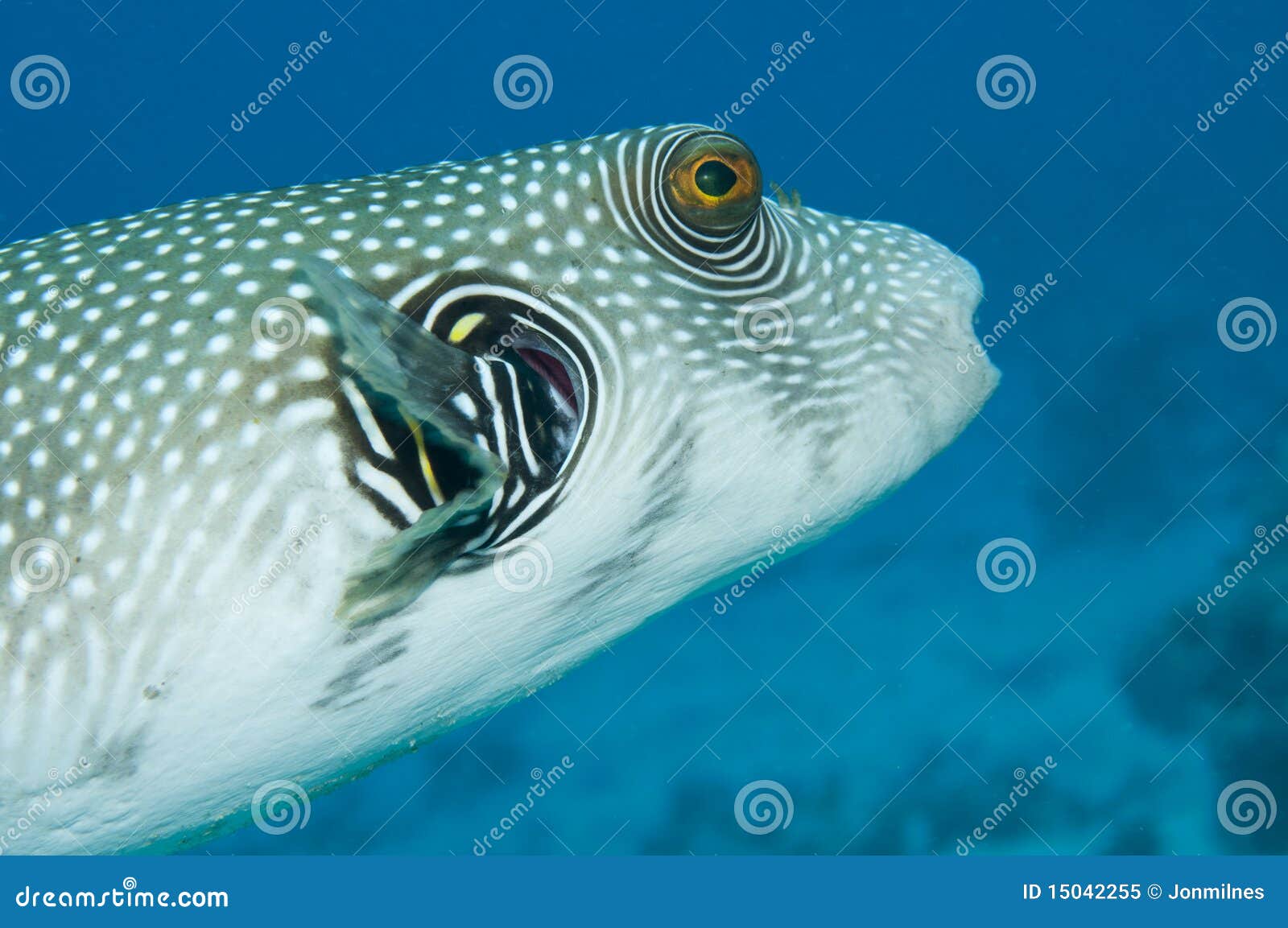 Giant Pufferfish stock image. Image of scuba, natural - 15042255