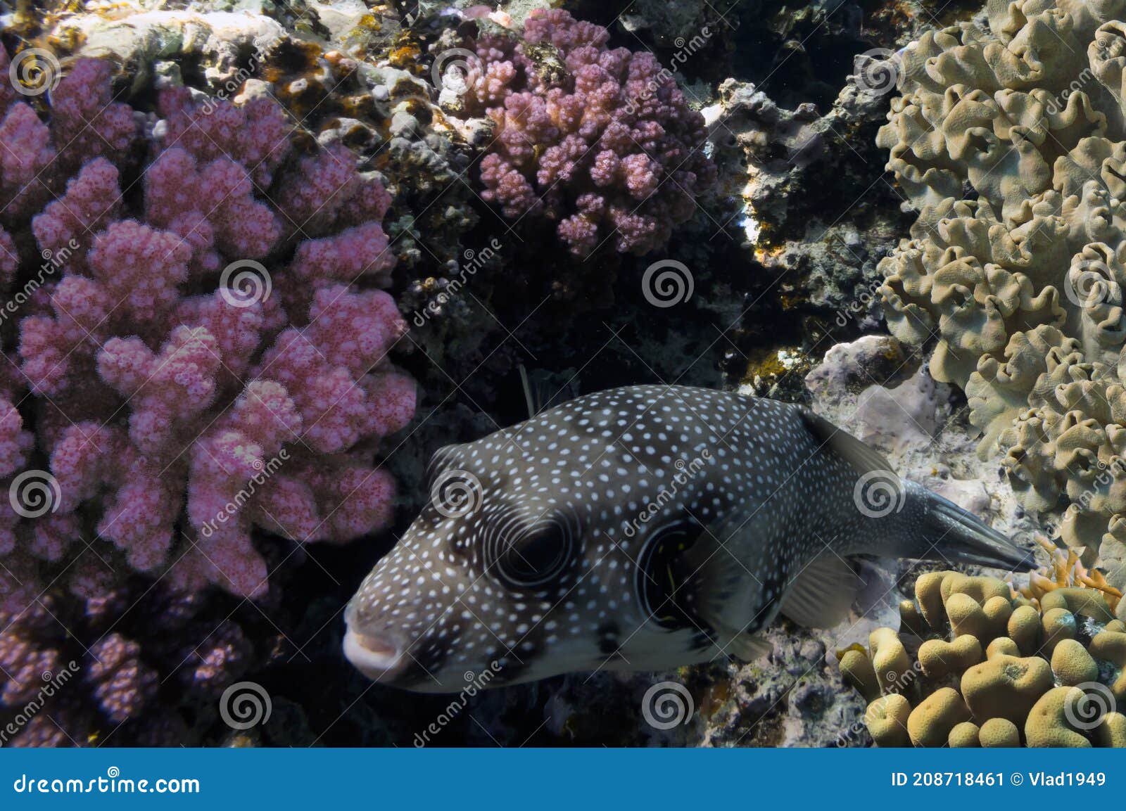 Giant Pufferfish and Coral Reef Stock Image - Image of reefs, ecosystem ...