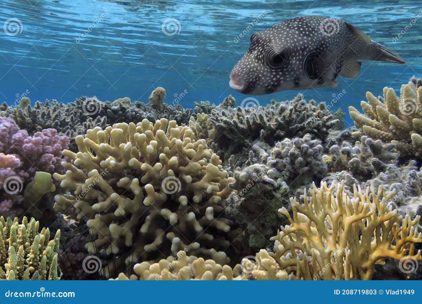 Giant Pufferfish and Coral Reef Stock Image - Image of species ...