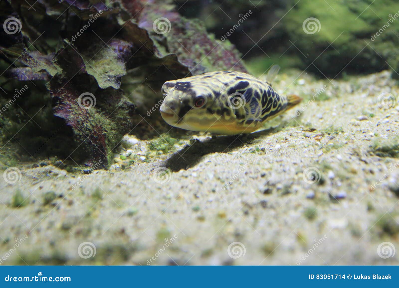 Giant pufferfish stock photo. Image of rock, african - 83051714