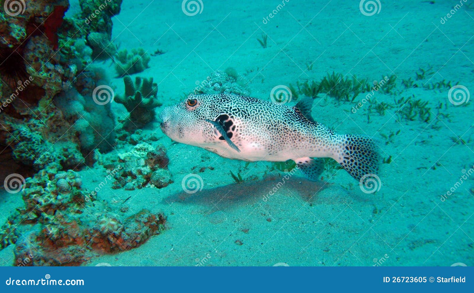 Giant Pufferfish or Mbu Pufferfish Stock Image - Image of inflate ...