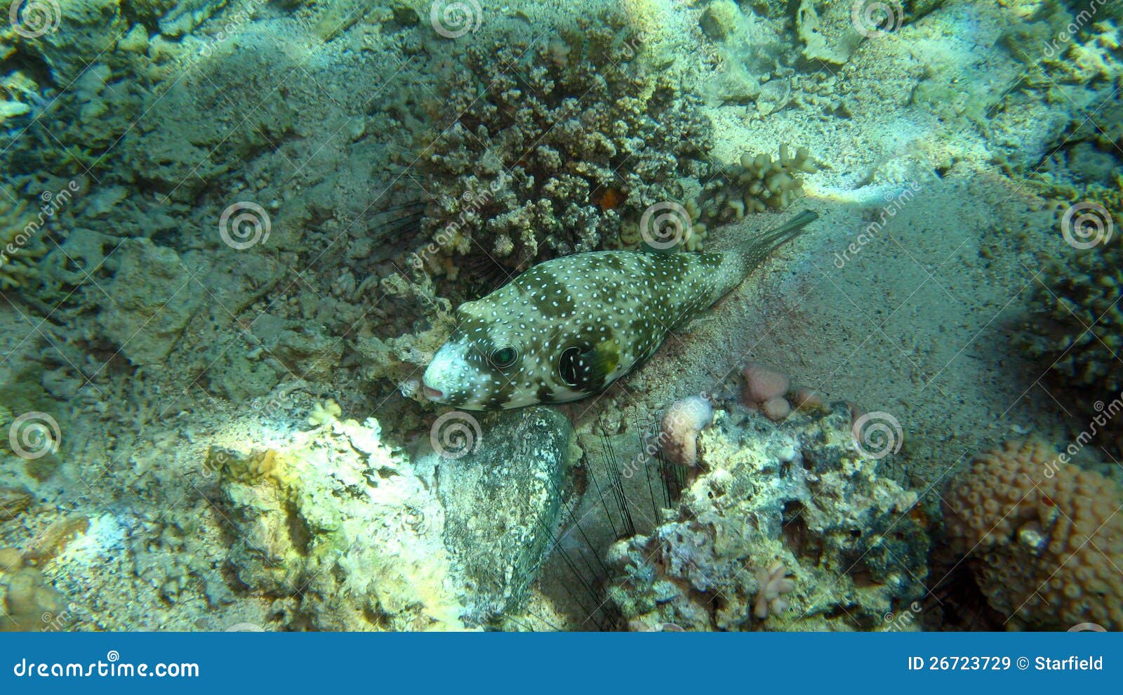 Giant Pufferfish or Mbu Pufferfish Stock Image - Image of aquatic ...