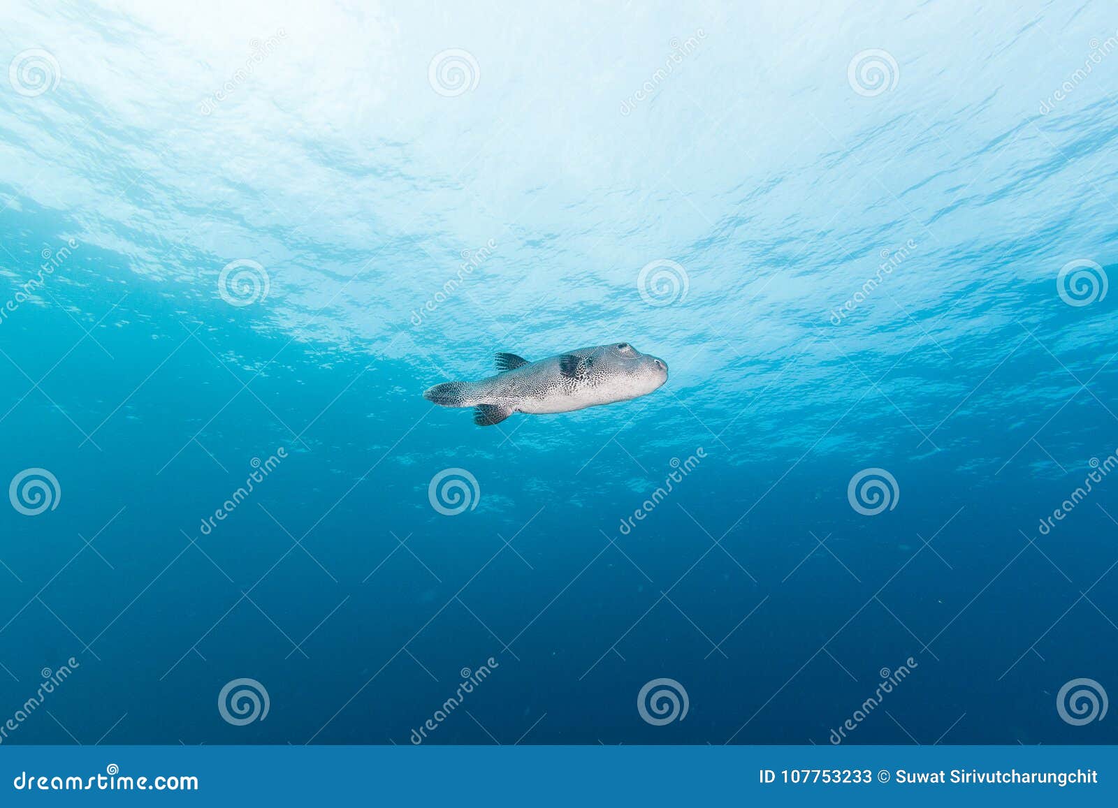 The Giant Pufferfish stock image. Image of beach, swimming - 107753233