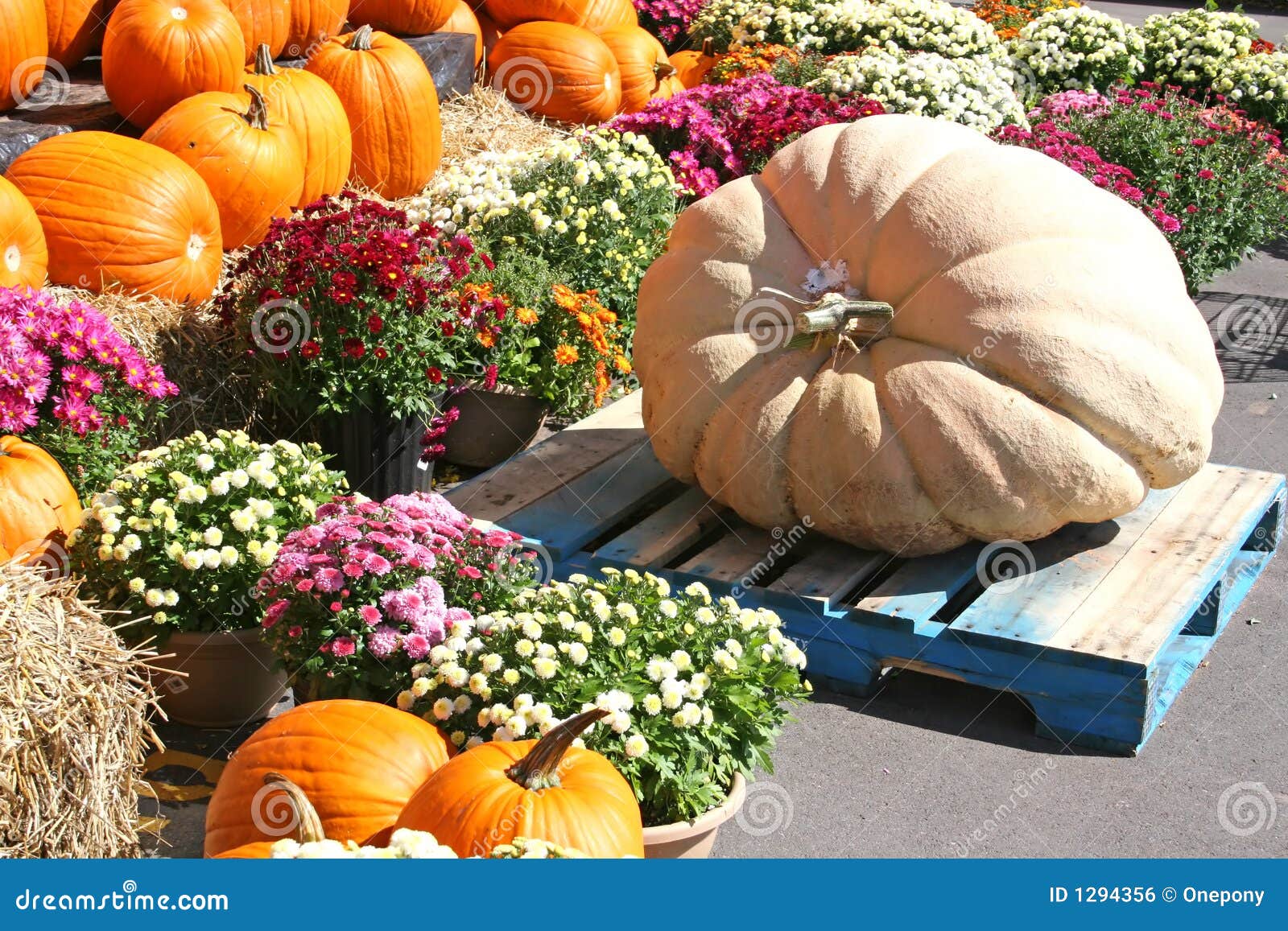 143 Giant Mum Stock Photos - Free & Royalty-Free Stock Photos from ...