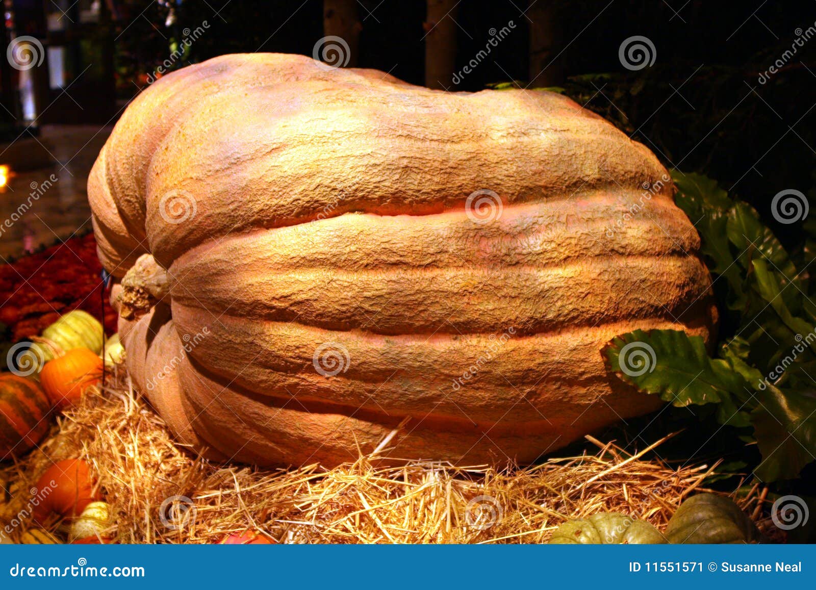 Giant pumpkin on straw stock image. Image of squash, gourds - 11551571