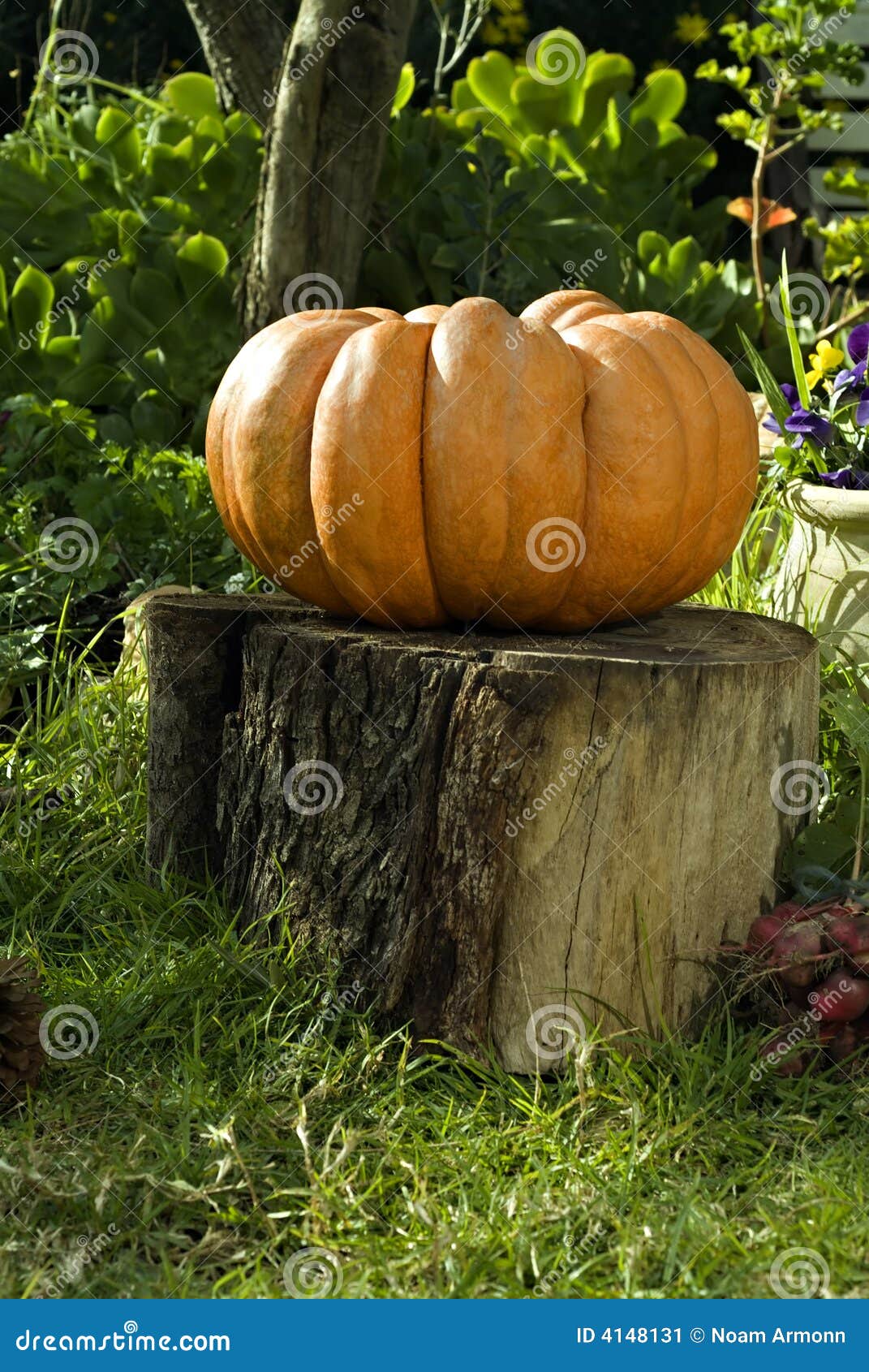 Giant Pumpkin on Stump stock image. Image of orange, stump - 4148131