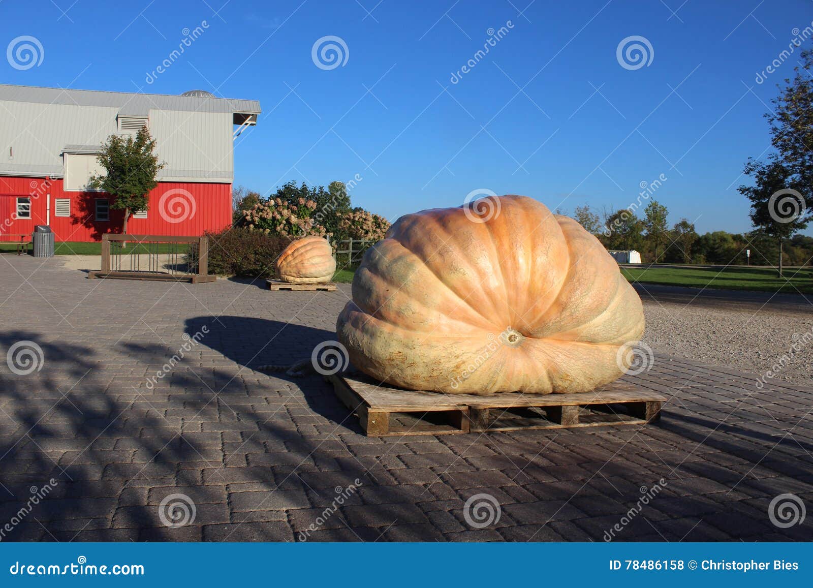Giant Pumpkins on a Farm stock photo. Image of brown - 78486158