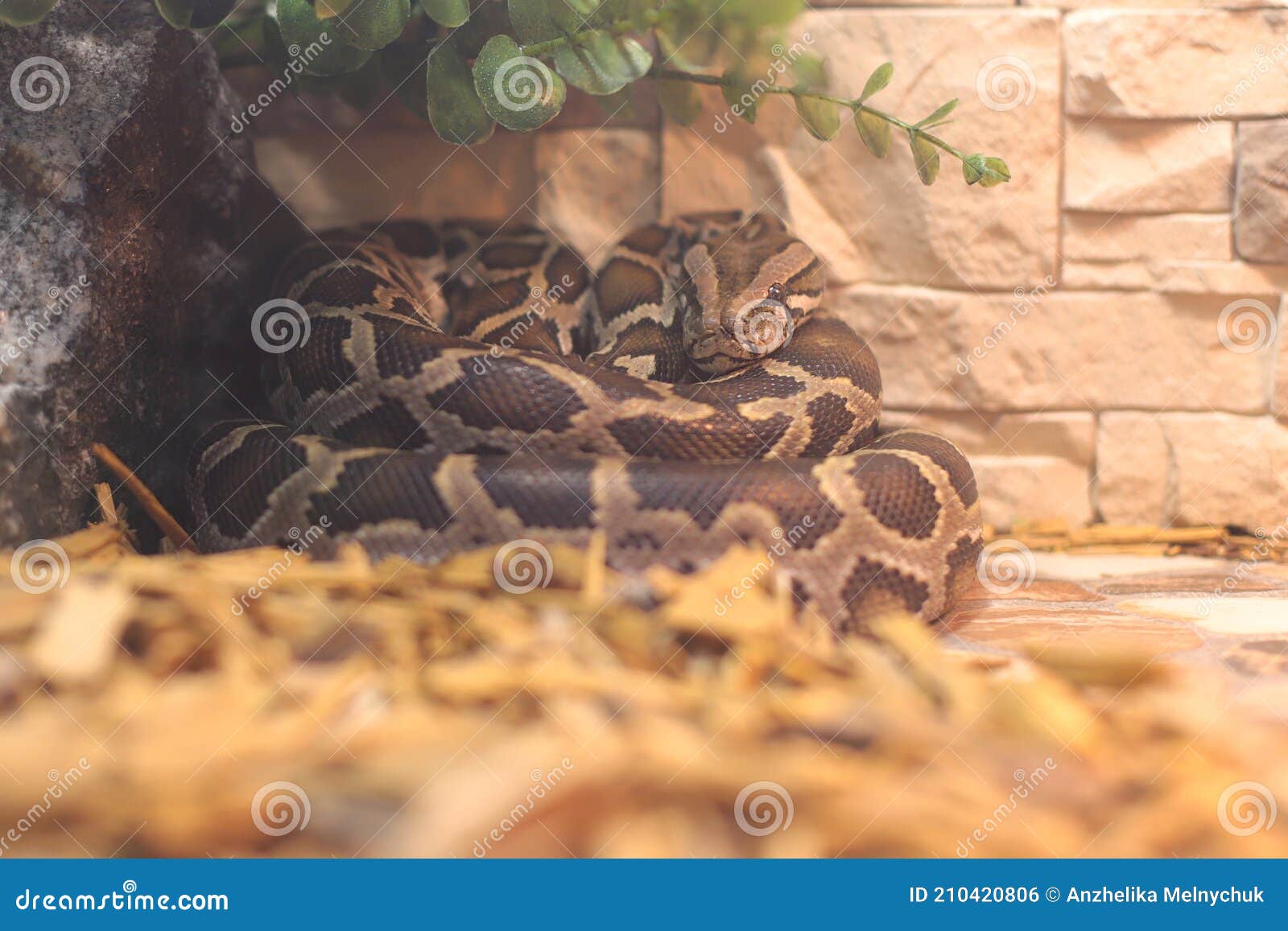 Giant Python Snake