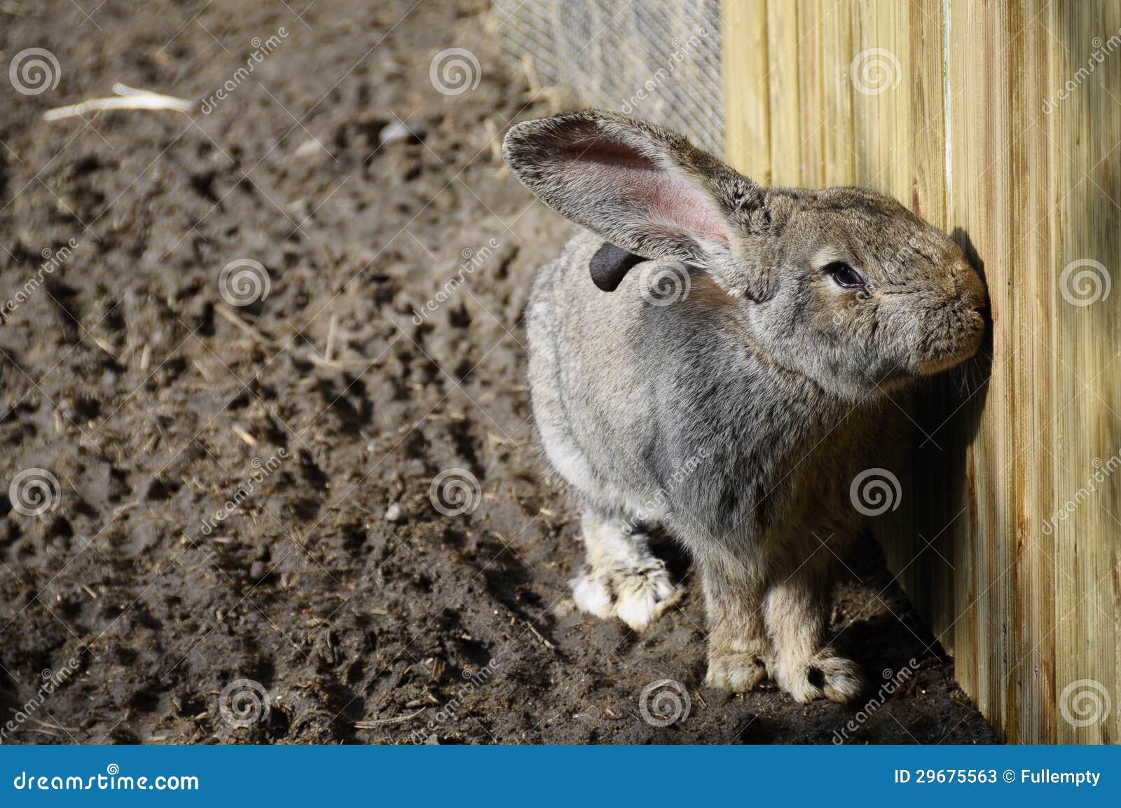 Giant rabbit stock image. Image of animal, flandres, farm - 29675563
