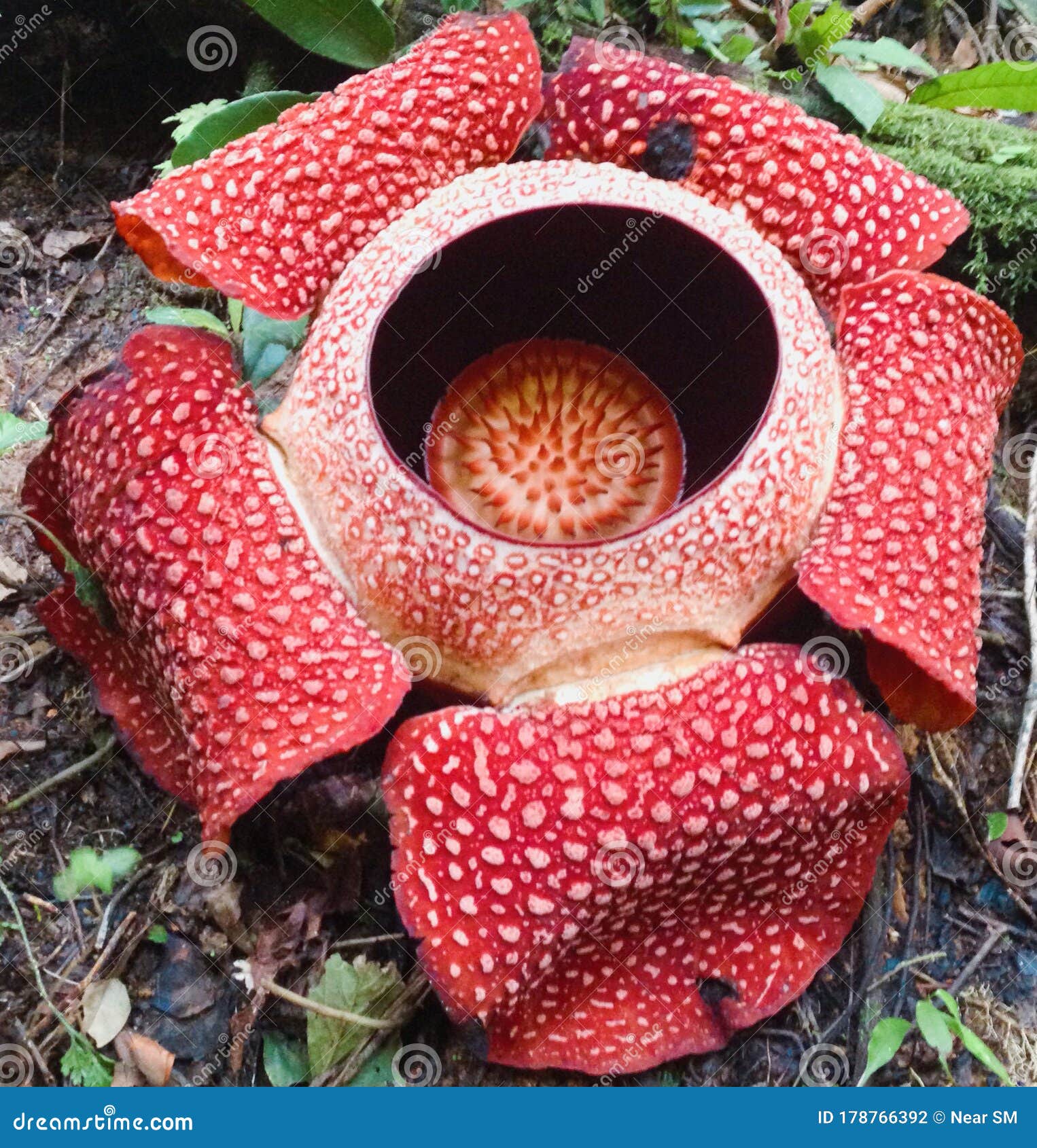 GIANT RAFFLESIA ARNOLDII FLOWER STINGKING CORPSE LILY INDONESIA ASIA ... GIANT RAFFLESIA ARNOLDII FLOWER STINGKING CORPSE LILY INDONESIA ASIA ...