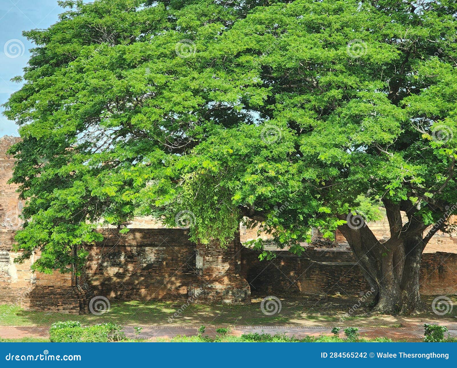 Giant Rain Tree stock photo. Image of giant, nature - 284565242
