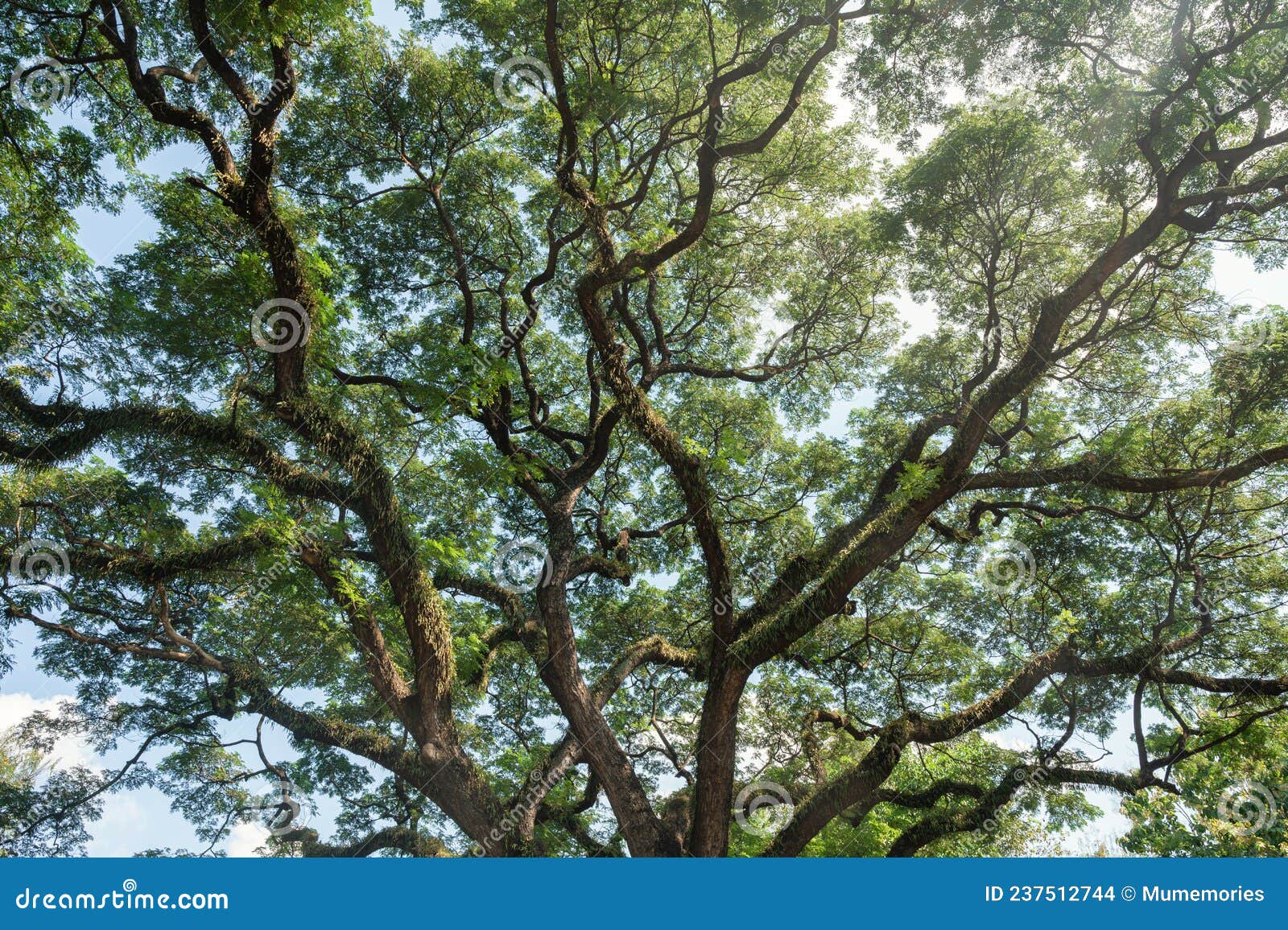 Giant Rain Tree with Branches Growth in Tropical Rainforest Stock Photo ...