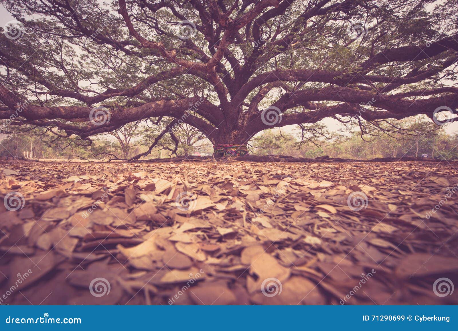 Giant Rain Tree in Karnchanaburi,Thailand Stock Image - Image of rain ...