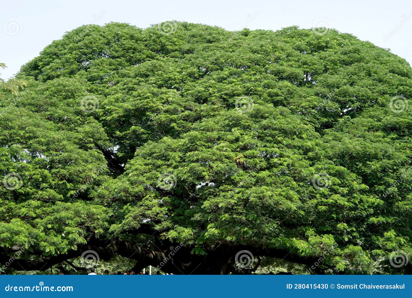 The Most Biggest Rain Tree in Thailand Stock Photo - Image of park ...