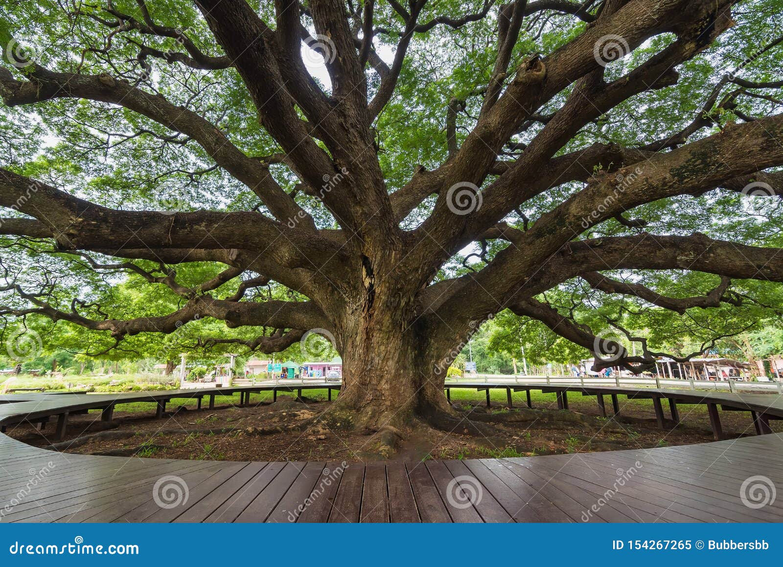 Giant Rain Tree of Thailand.Giant Tree Over a Hundred Years Old Stock ...
