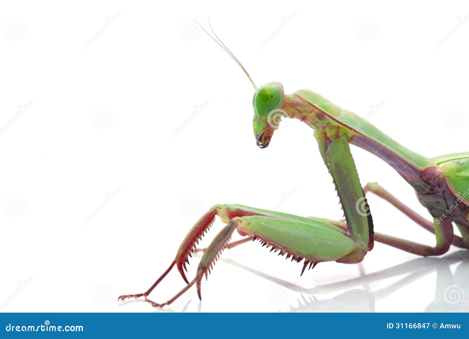 Giant Rainforest Mantis stock image. Image of green, macro - 31166847