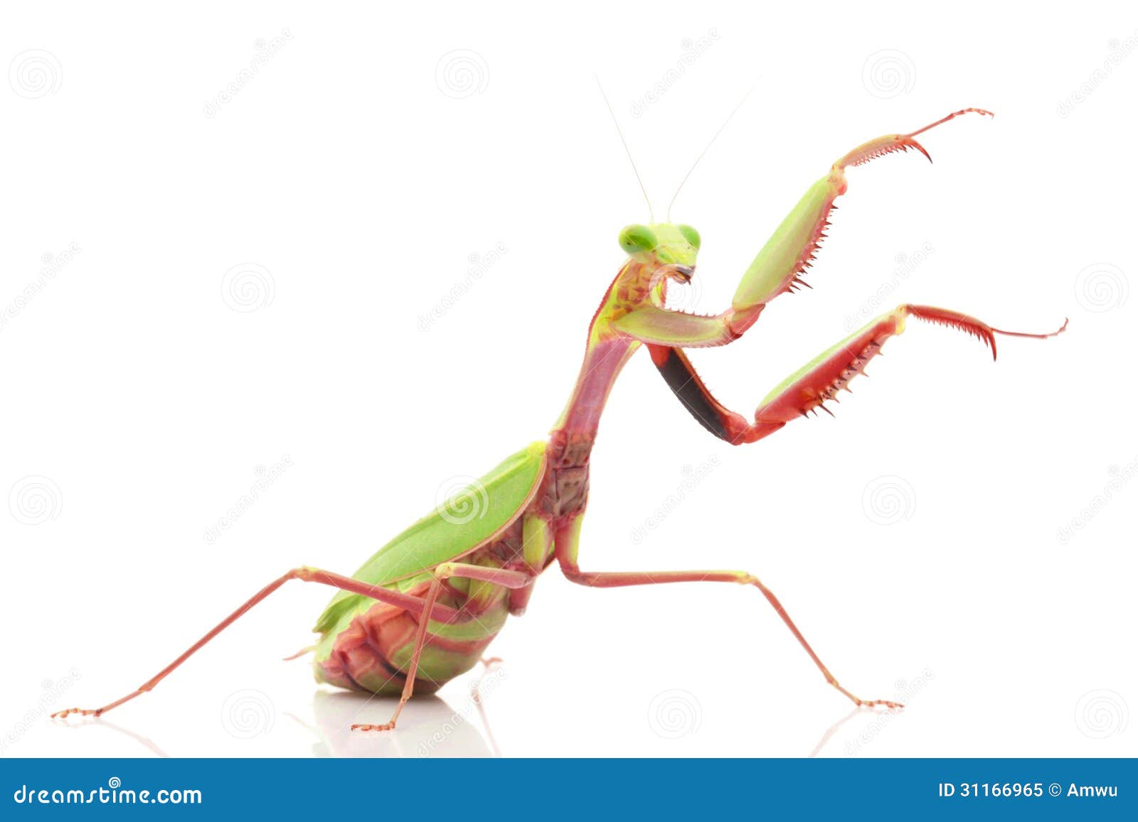 Giant Rainforest Mantis stock image. Image of insect - 31166965