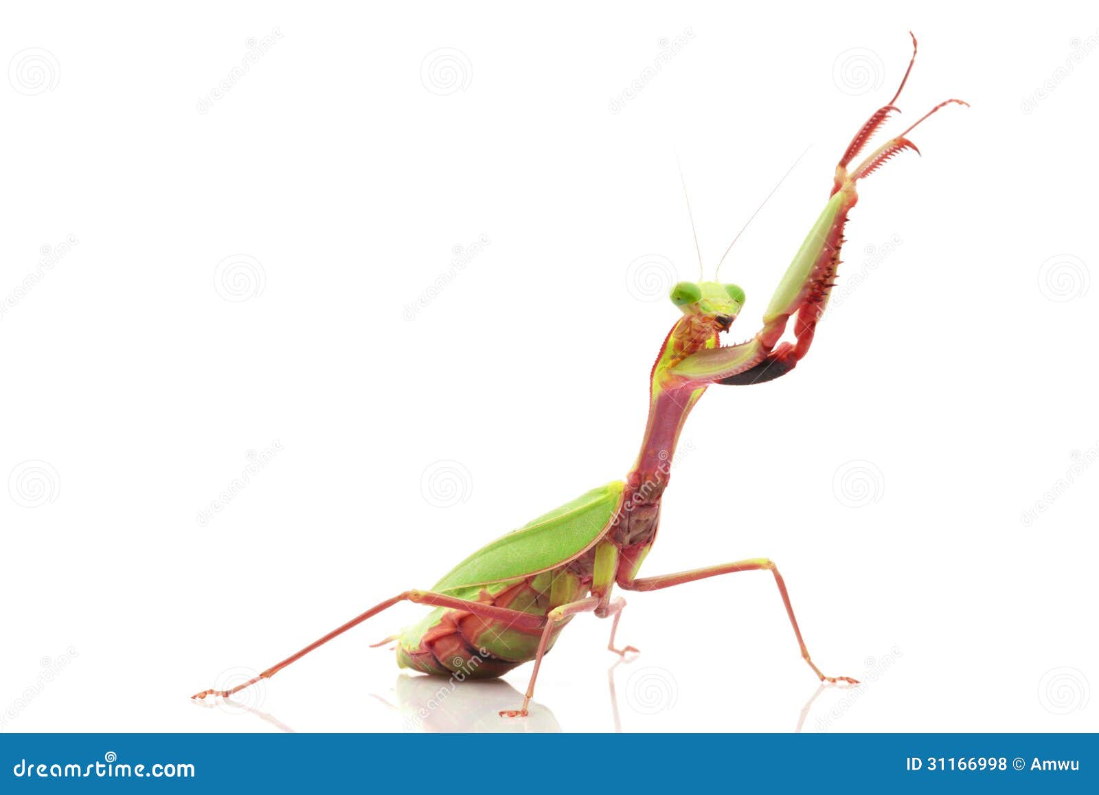 Giant Rainforest Mantis stock photo. Image of colorful - 31166998