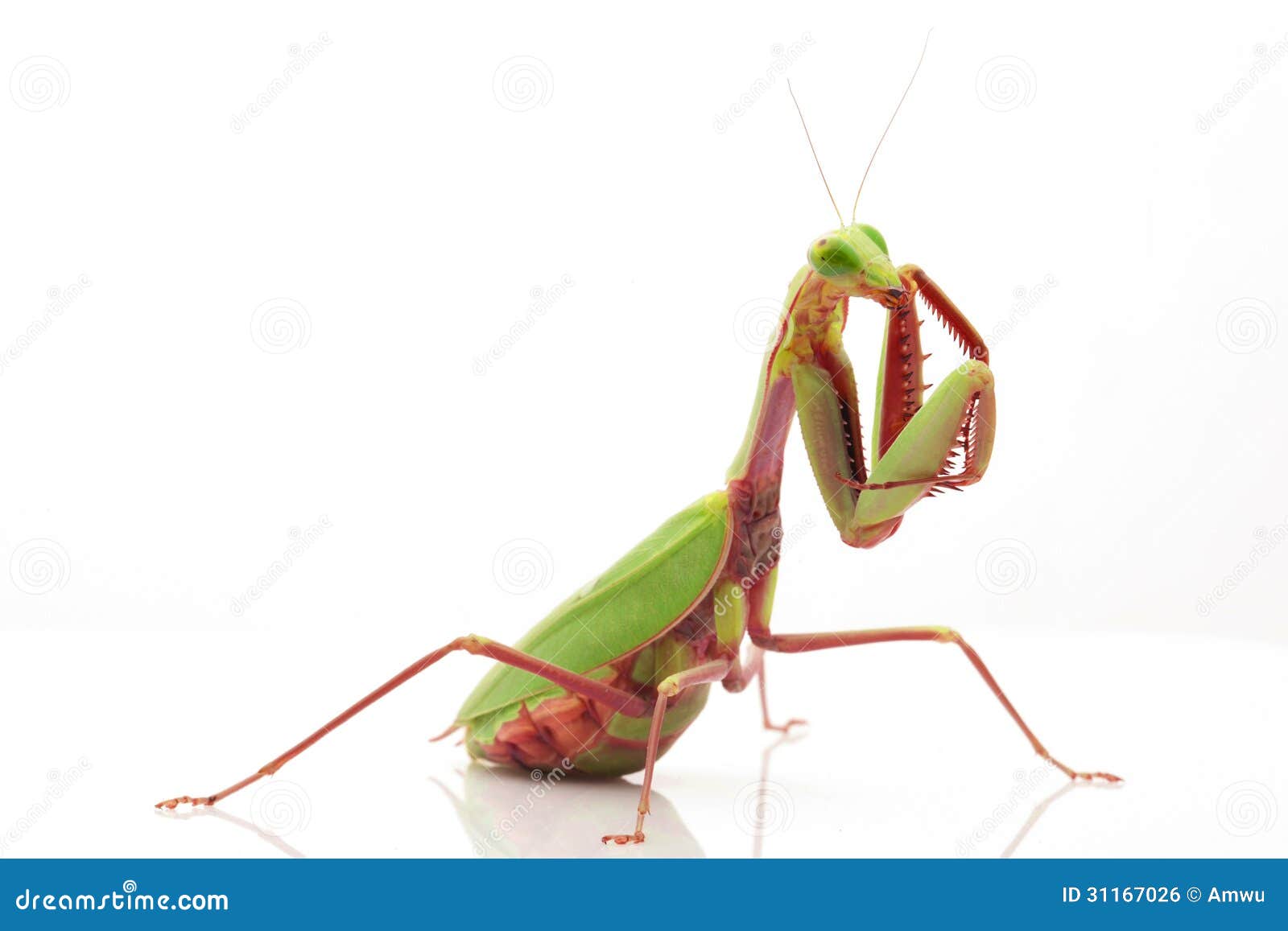 Giant Rainforest Mantis stock photo. Image of green, insect - 31167026