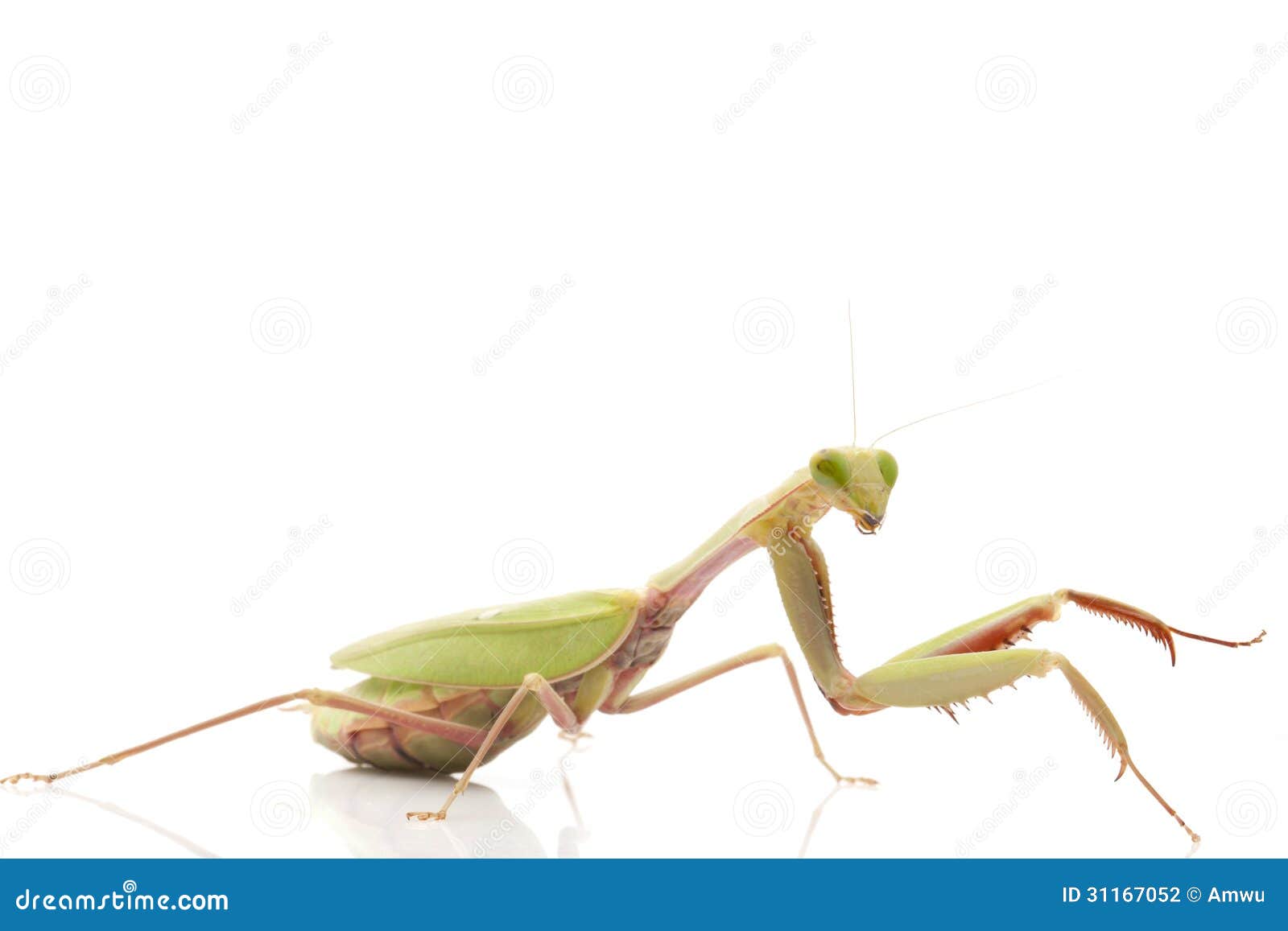 Giant Rainforest Mantis stock photo. Image of insect - 31167052
